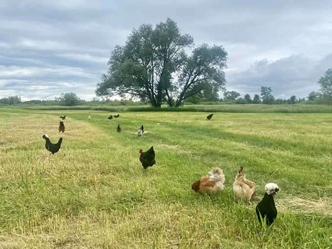 Free-range and fancy-free, these chickens strut their stuff across meadows that stretch toward the horizon.
