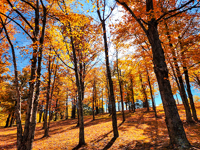 Fall's fiery display transforms ordinary trees into extraordinary artwork &ndash; nature showing off her most vibrant color palette.
