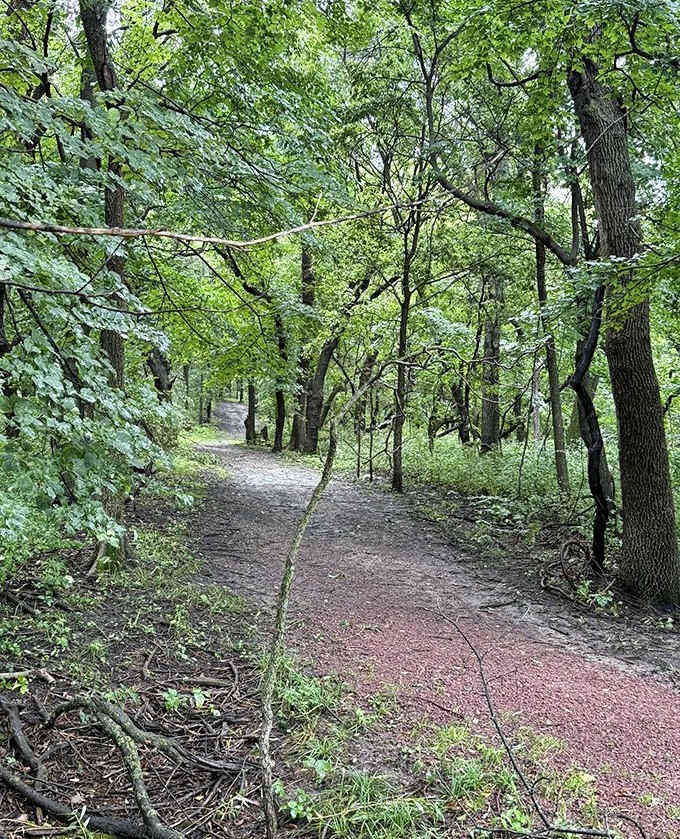 Sunlight plays hide-and-seek through the forest canopy, creating a magical pathway that seems to lead to another realm.