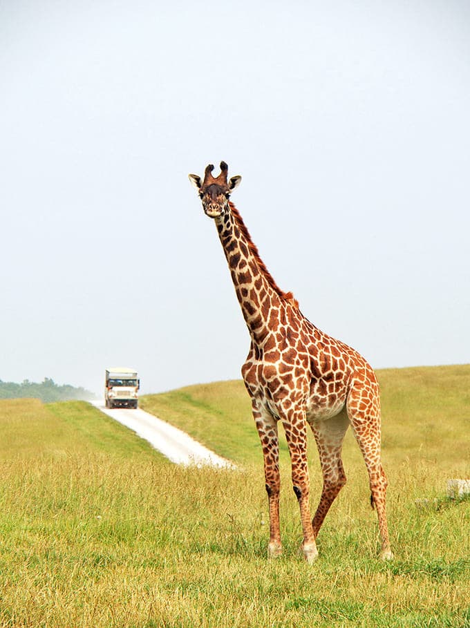 A giraffe surveys its Ohio kingdom with regal indifference, while a safari vehicle in the distance provides scale to this surreal Midwestern scene.