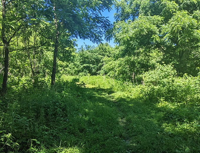 Open grassy areas provide perfect spots for picnics, frisbee, or just lying down after you've exhausted yourself pretending to be Tarzan.