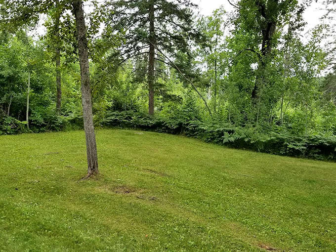 A perfectly maintained clearing offers a moment of respite, where the boundary between manicured comfort and wild beauty delightfully blurs.