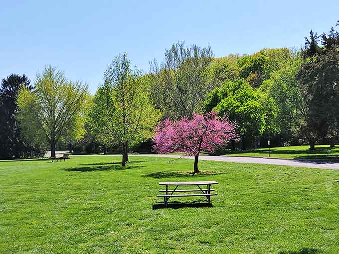 This unassuming picnic table somehow transforms ordinary sandwiches into gourmet meals. The secret ingredient? Fresh air and zero emails.