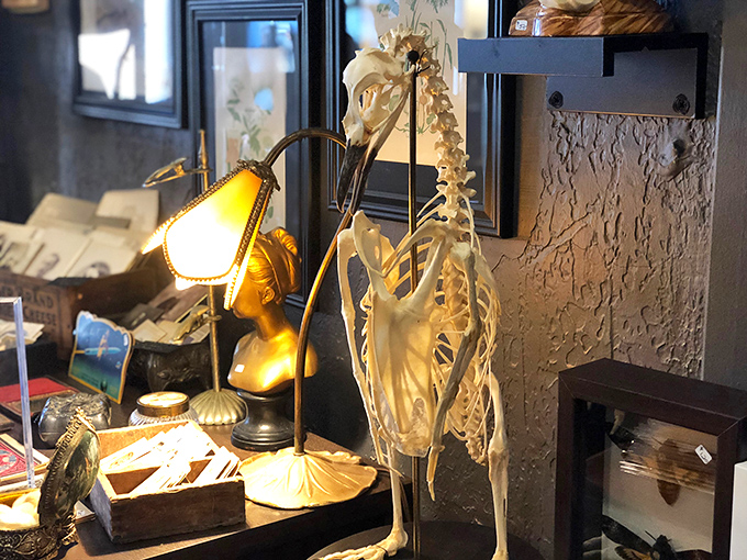 Skeleton: Delicate bones preserved in perfect anatomical alignment &ndash; nature's engineering revealed in all its intricate glory under warm display lighting.