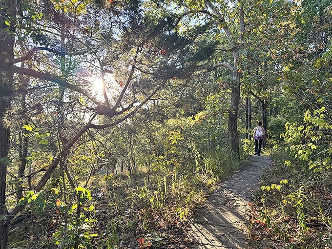 Morning light dapples this winding trail, inviting hikers to discover what lies around the next bend.