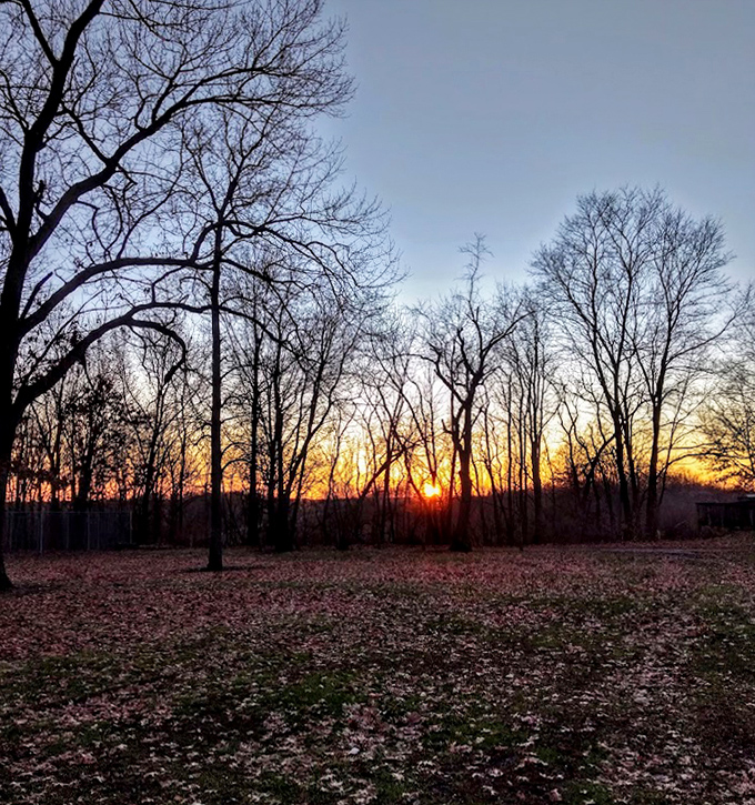 Nature puts on a daily light show as the sun sets behind bare winter trees, casting long shadows across the frost-covered ground.