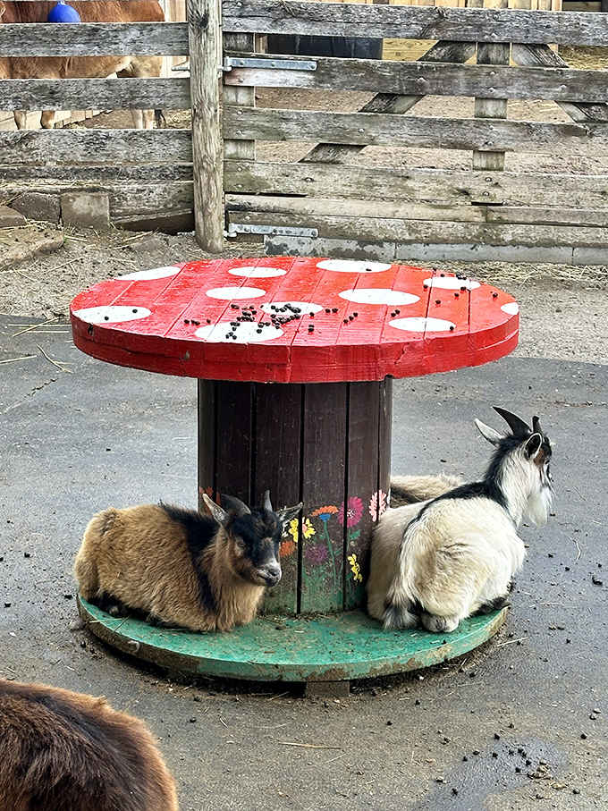 Even the goats appreciate a good board game, though they've been known to eat the checkers when losing.