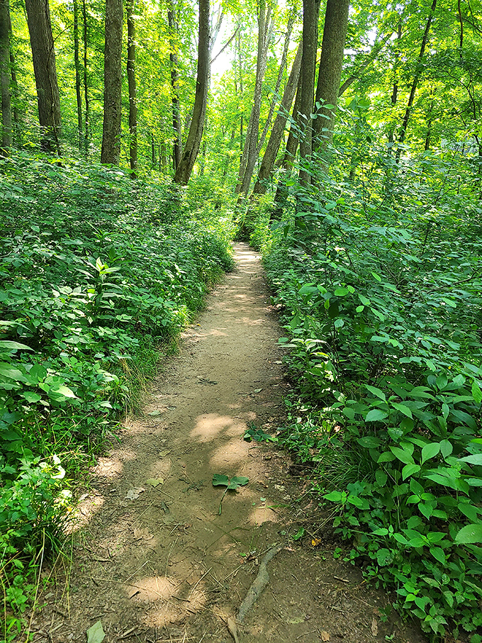 A path less traveled beckons between walls of green. This isn't just a trail &ndash; it's a portal to somewhere your soul remembers.