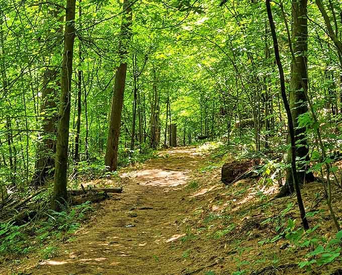 Sunlight filters through a cathedral of leaves on this forest trail, creating nature's own stained-glass effect for lucky hikers.
