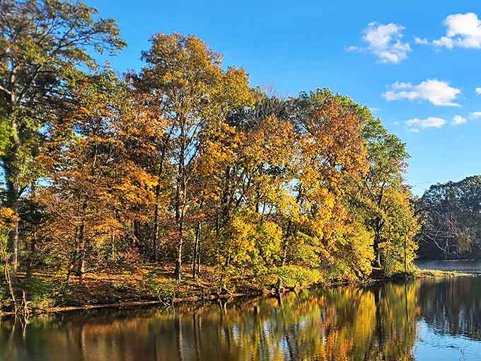 Fall's golden touch turns ordinary trees into extraordinary masterpieces, their beauty doubled by perfect reflections in the still water.