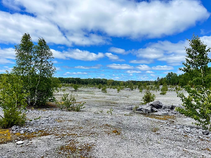 The vast limestone plain stretches toward the horizon, its pale surface dotted with young trees staging nature's slow-motion comeback tour.