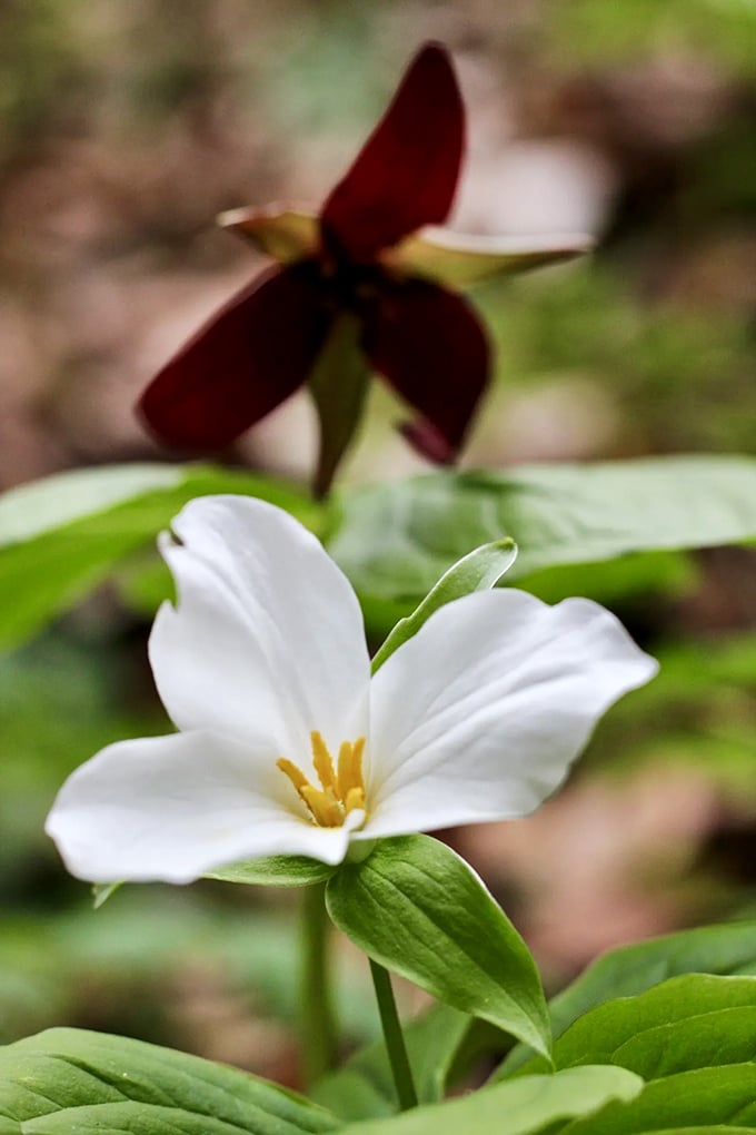 White trillium and wake-robin playing their annual game of "who wore it better" on nature's runway.