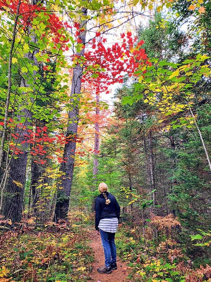 Fall transforms the AuSable River Trail into nature's art gallery, where every turn reveals a new masterpiece of color.