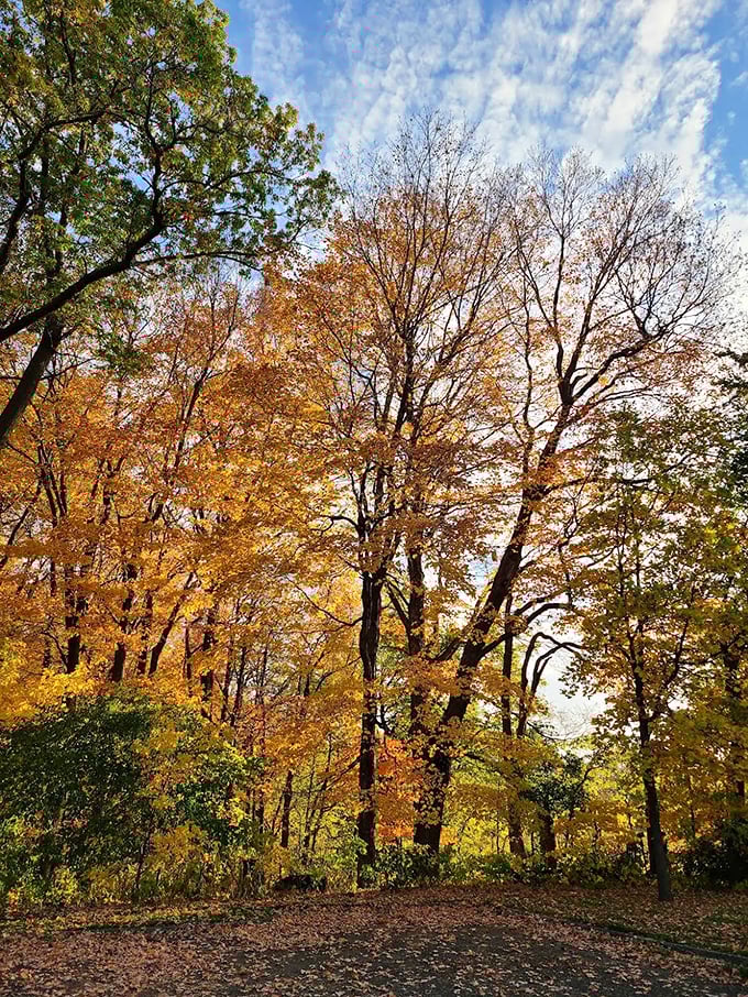 Autumn's spectacular color show reaches its peak, painting Riley Creek's woodland canopy in fiery hues against a perfect blue sky.