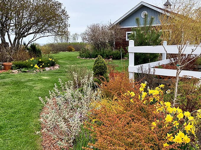 Spring brings a riot of yellow daffodils to the lighthouse gardens, their cheerful blooms standing bright against the white picket fence.