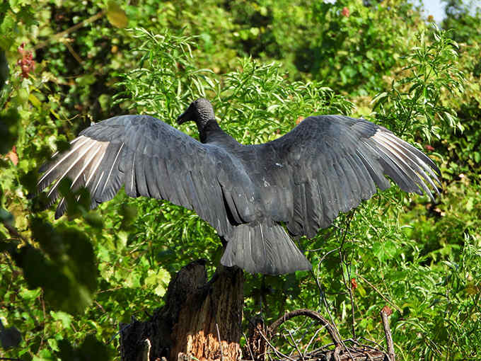 The black vulture strikes a dramatic pose, nature's cleanup crew showing off impressive wingspan against vibrant green foliage.