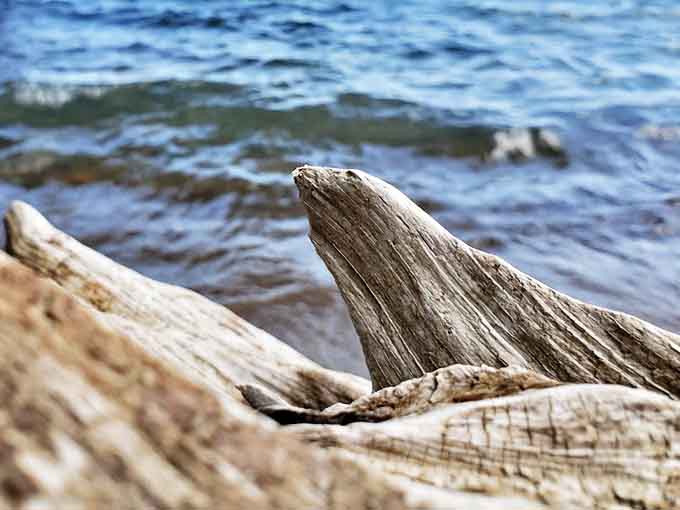 Driftwood sculptures tell silent stories of storms weathered and journeys taken before washing up on Burtchville's welcoming shore.