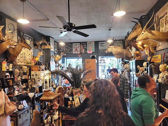 Customers: Shoppers browse under the watchful gaze of mounted deer heads. The store's layout encourages discovery, with treasures hiding around every corner.