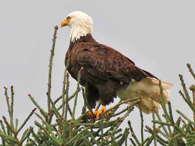 Spotting a bald eagle is like getting a personal visit from America's mascot, majestic and unforgettable every single time.