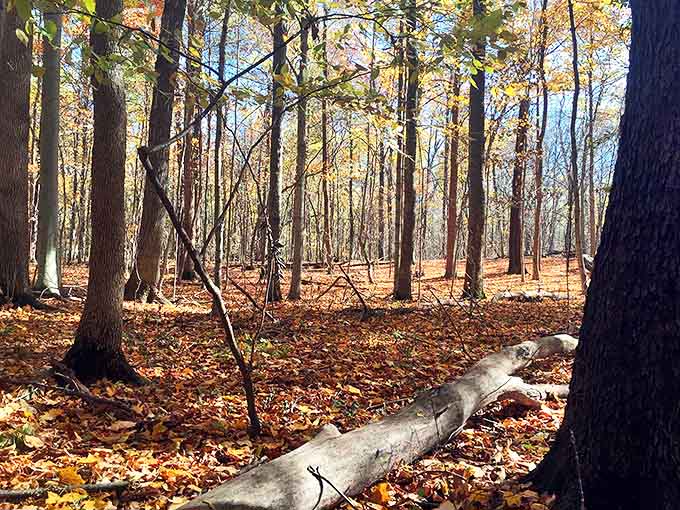 Eidson Woods Preserve in autumn is like walking through a painting &ndash; all golden light, rustling leaves, and the sense that time moves differently among ancient trees.