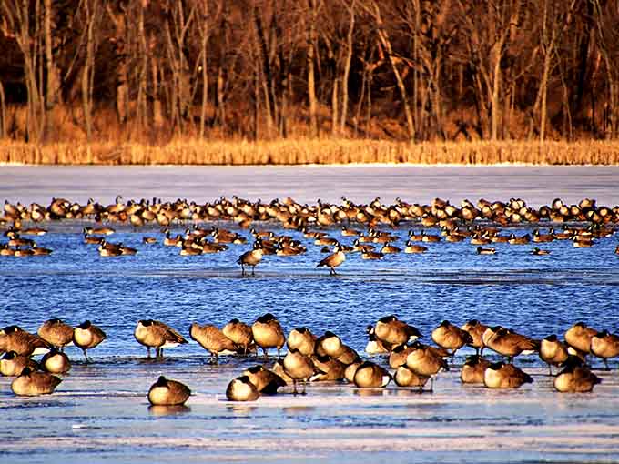 Flock of Canada geese: Nature's most opinionated committee holds an emergency meeting on the ice &ndash; probably discussing flight patterns or complaining about the weather.