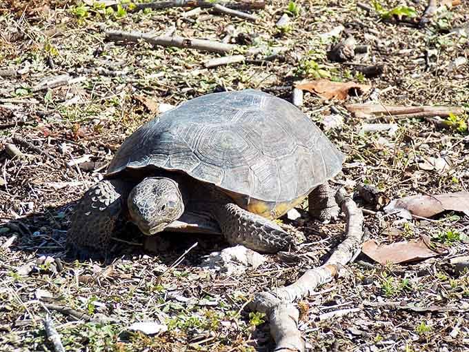 A gopher tortoise takes life at its own pace, reminding visitors that Casey Key operates on nature's unhurried schedule.