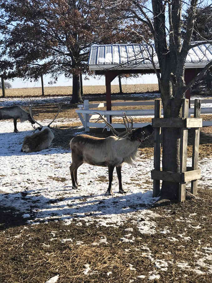Reindeer strike regal poses against the winter landscape, probably wondering why humans get so excited about their existence.