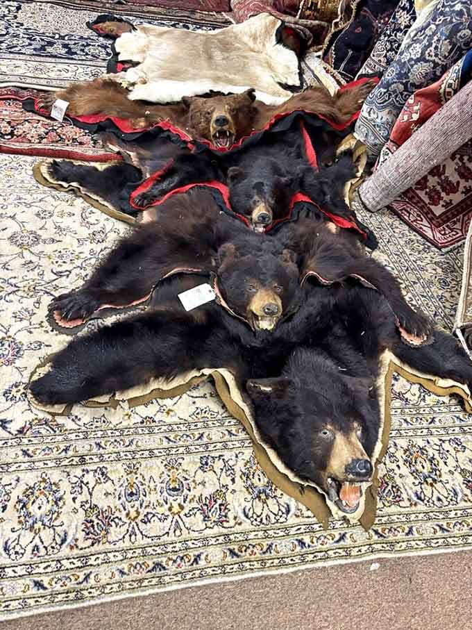 Bear skin rugs that make you wonder if the bears knew they'd end up as permanent floor decorations.