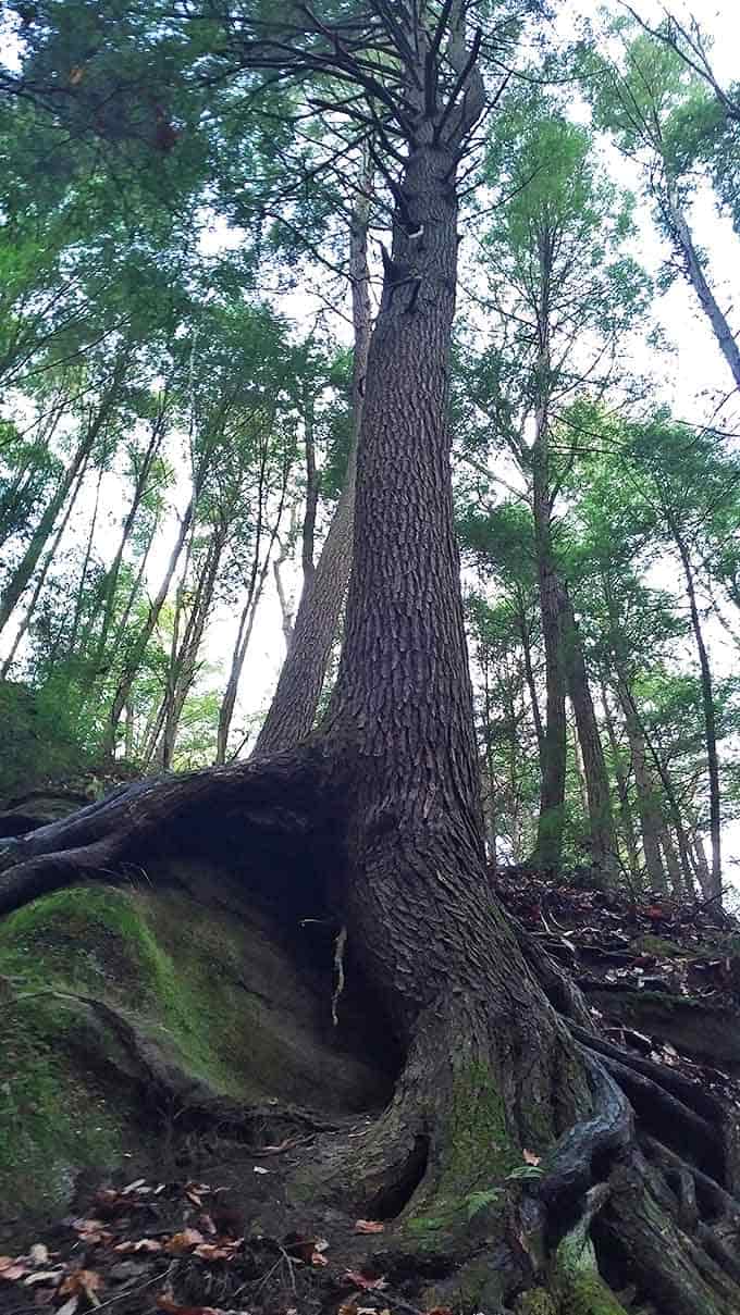 This determined tree has spent decades growing from seemingly solid rock, its exposed roots telling stories of persistence against impossible odds.