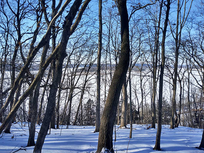 Winter transforms the riverside forest into a silent wonderland, where animal tracks tell stories in the pristine snow.
