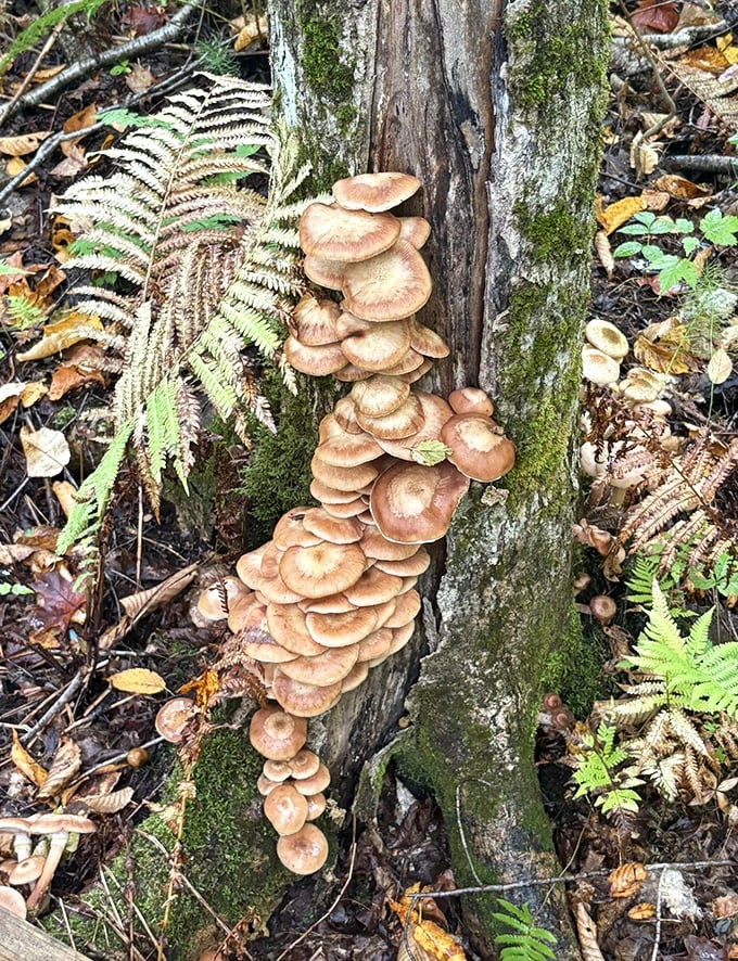 Nature's tiered apartment complex: mushrooms colonize a fallen tree, transforming decay into a vibrant new ecosystem.