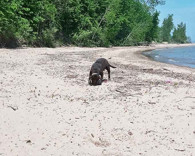 Four-legged explorers welcome &ndash; Delaware Park offers pup-friendly shores where canine companions can sniff out new adventures.