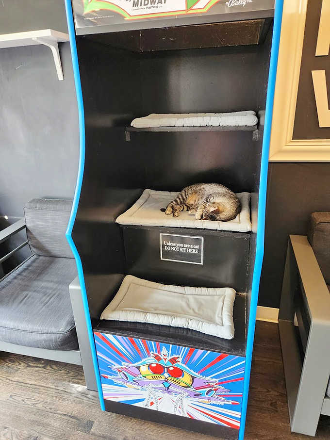Ingenious upcycling transforms vintage arcade cabinets into cozy cat condos, complete with the warning: "Unless you are a cat, DO NOT SIT HERE."
