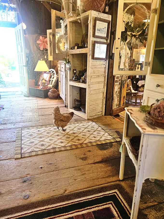A chicken casually strolling through the barn like it's reviewing the merchandise before making any purchasing decisions today.