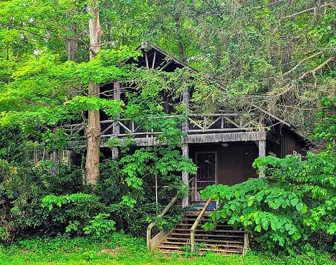 This rustic cabin, nearly swallowed by the forest's embrace, stands as a charming reminder of simpler times amid the lush greenery.