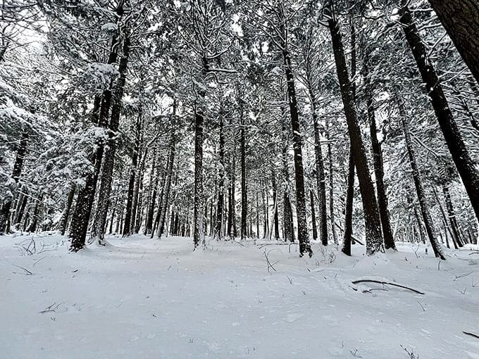 Winter transforms Trap Falls into a hushed cathedral of white, where every snow-laden branch seems to whisper, "Slow down and look up."