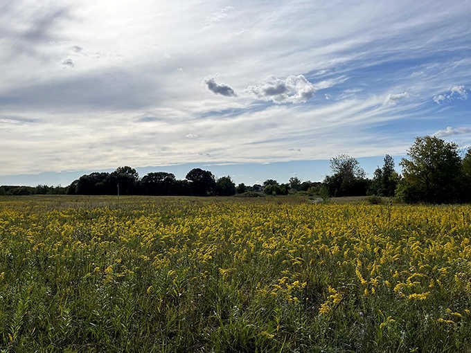 Fields of goldenrod stretch toward the horizon, proving that Minnesota's gold rush happens every autumn without fail.