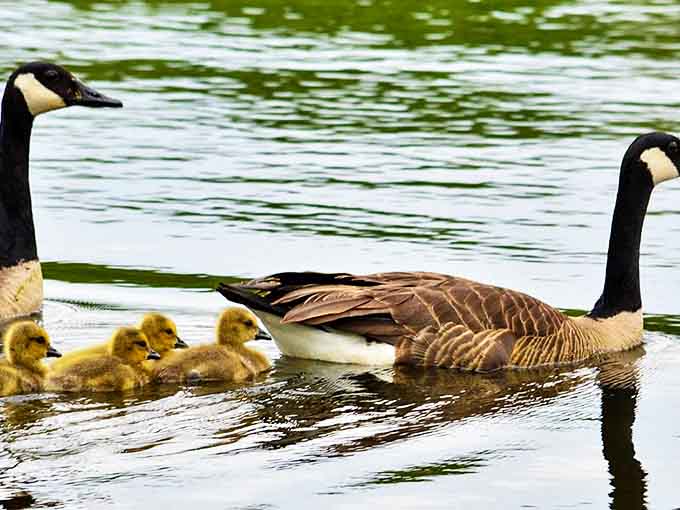 A family of Canada geese glides across the water, goslings in perfect formation &ndash; nature's lesson in family dynamics unfolding before your eyes.