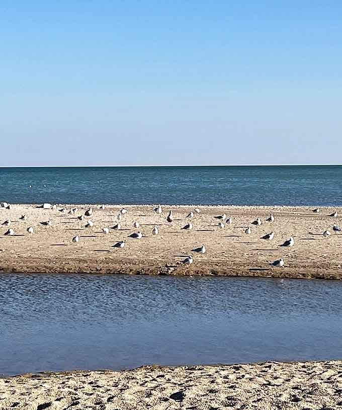 Feathered convention on the sandbar &ndash; these gulls clearly didn't get the memo about social distancing as they gossip about the day's catch.