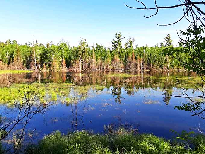 That magical moment when trees, sky, and water conspire to create the kind of peaceful scene that expensive meditation apps try desperately to replicate.