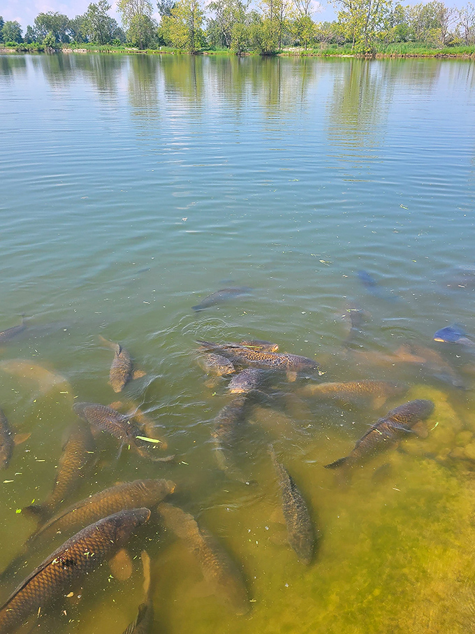 Massive carp create rippling patterns as they surface in the fishing pond, their golden-bronze bodies glinting in the clear water.