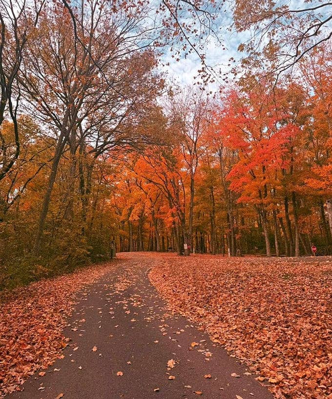 Fall transforms Put-in-Bay's paths into tunnels of flame-colored foliage, where every step crunches with seasonal music.