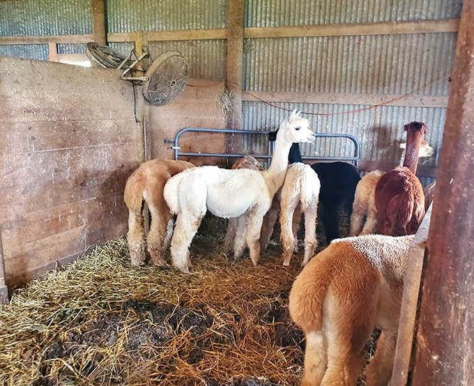 The shelter provides a cozy gathering spot for the herd, where alpacas can escape weather and visitors can observe their social dynamics.