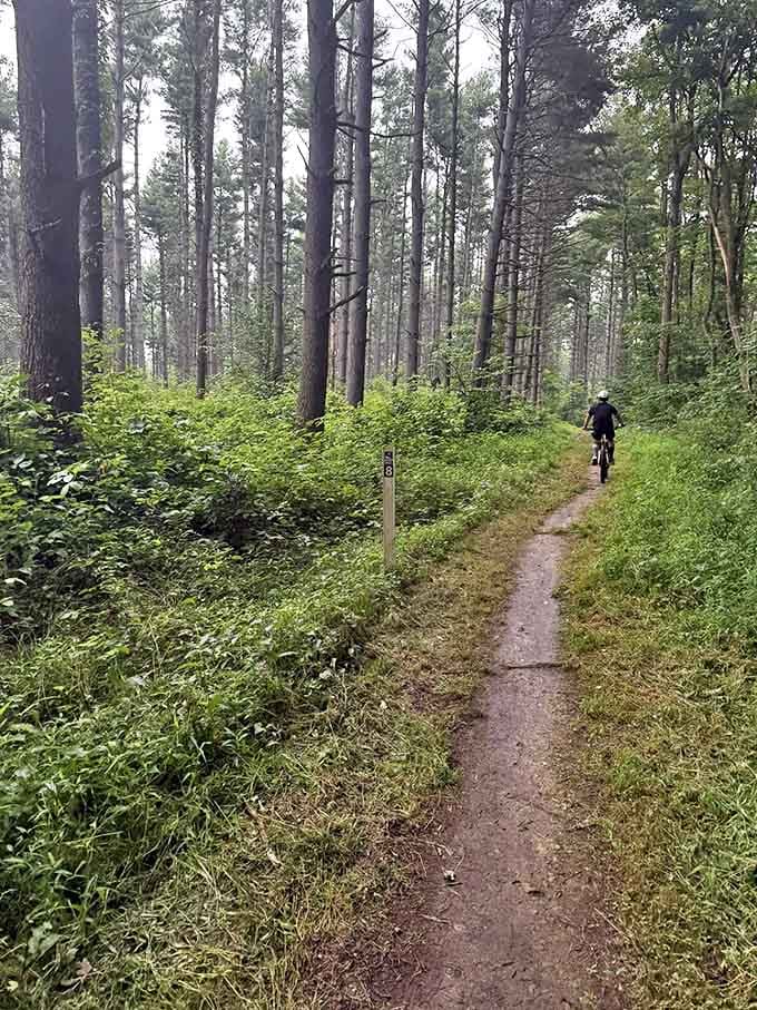 Pine sentinels stand guard along this inviting single-track, where mountain bikers find their woodland rhythm.