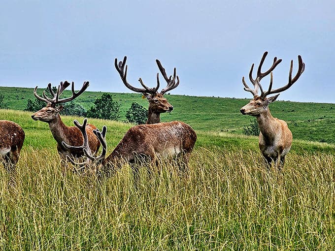 Majestic red deer stags with impressive antlers stand alert in tall grass, looking like they've stepped straight out of a wildlife documentary.