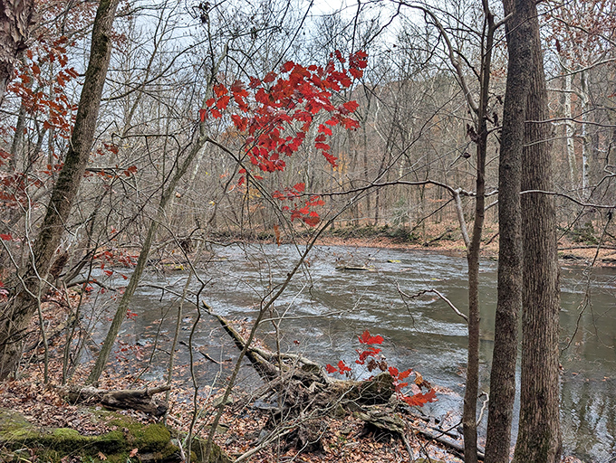 A splash of red against the rushing waters: Even in winter's grip, the Clear Fork River keeps flowing, carrying stories from the heart of Ohio's wilderness to parts unknown.