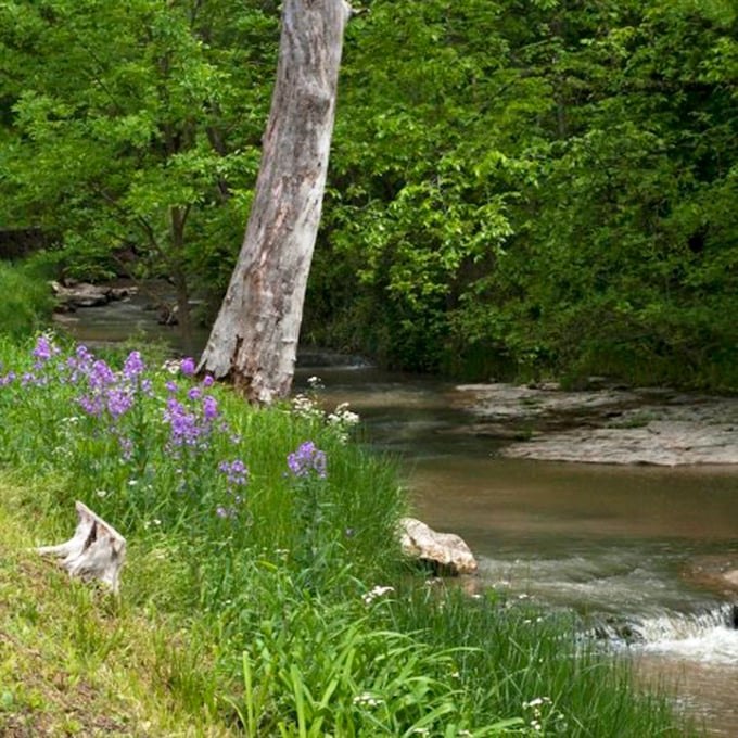 Nature's soundtrack plays along this creek &ndash; the gentle gurgle of water over stones accompanied by wildflowers nodding in the breeze.