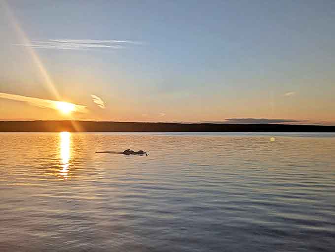 Golden hour magic: A lone swimmer glides through Hubbard Lake's sunset-gilded waters, creating ripples that catch the day's final golden light.
