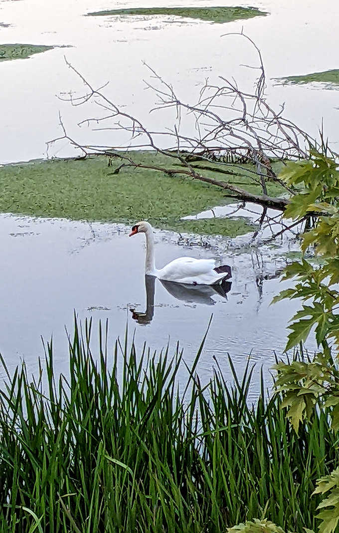 When a swan glides through lily pads like it owns the place, you realize wildlife here lives better than most people, and honestly, good for them.