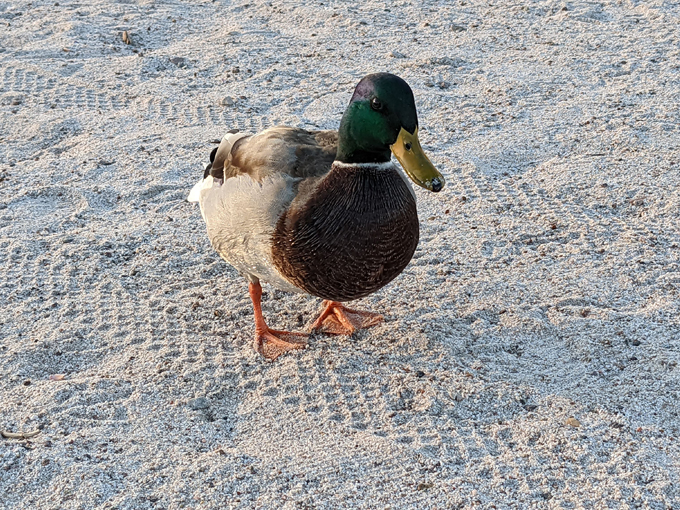 cattail cove state park 6